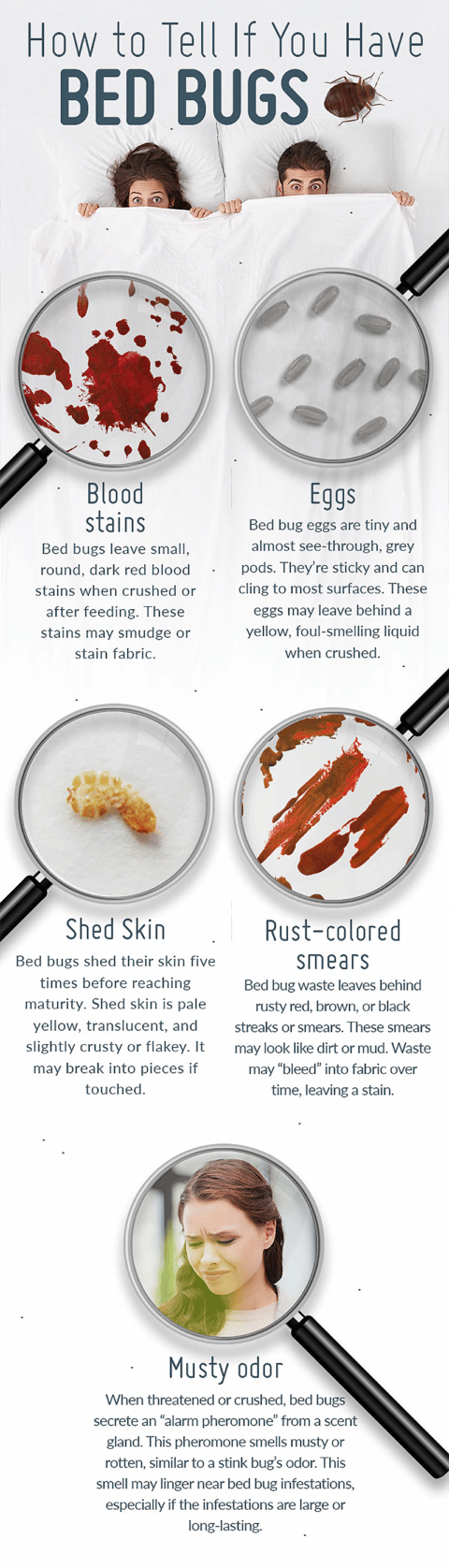 Tulsa Bed Bug Exterminator | #1 Bed Bug Removal Services